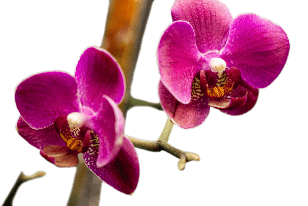 Fresh Flowers – Typical Stock